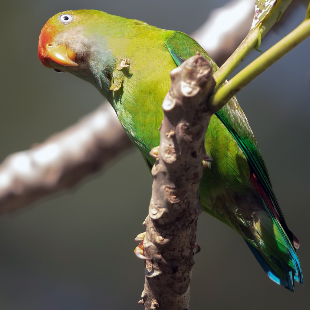 Sri Lankan Endemic Birds - Best Sri lanka Tours & Holidays 2023/24