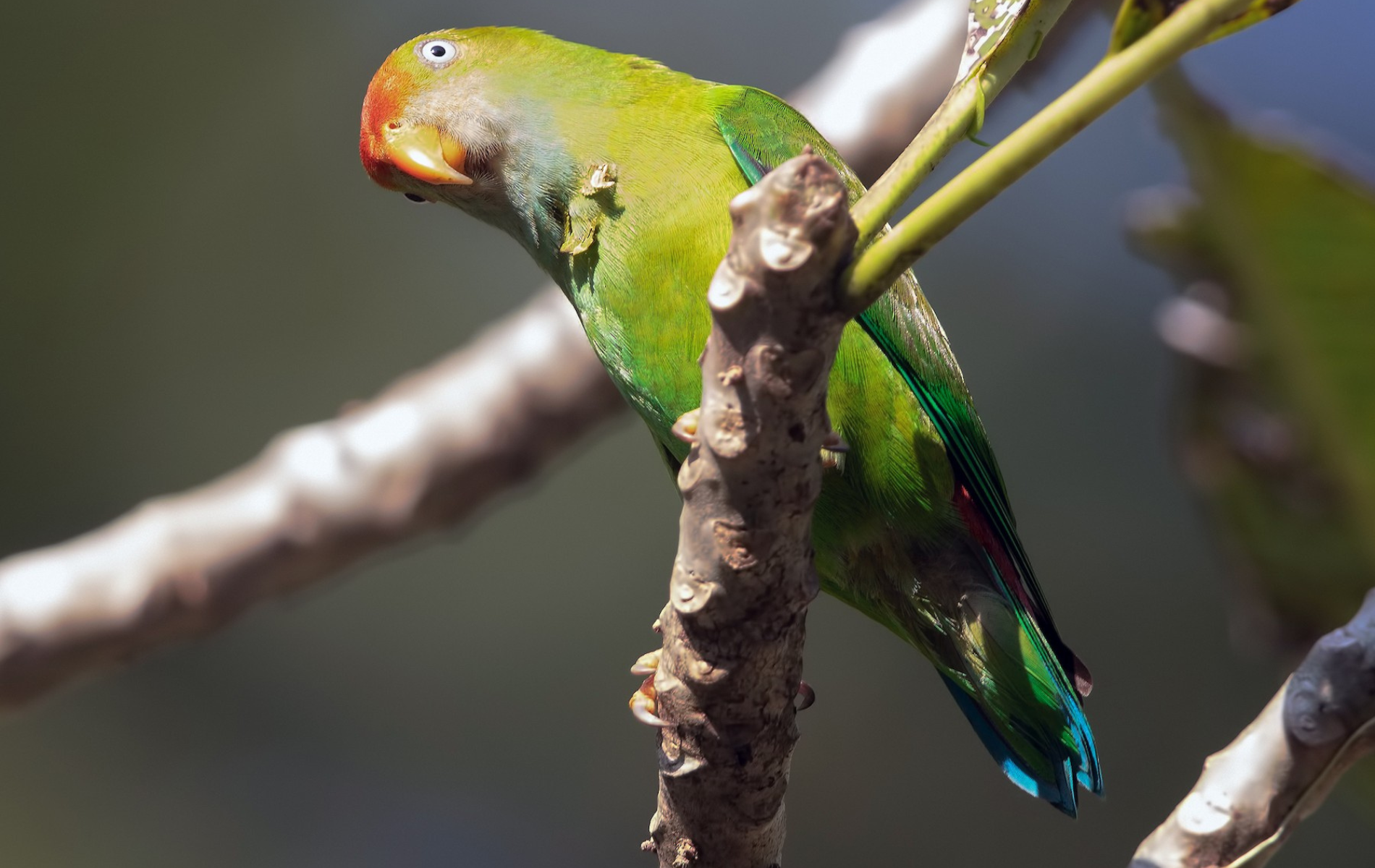 Sri Lankan Endemic Birds - Best Sri lanka Tours & Holidays 2023/24