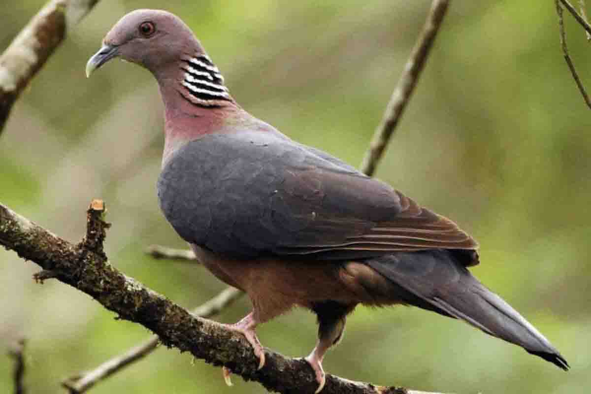 Sri Lankan Endemic birds | Birds of the Region | Look Lanka Tous - Best ...