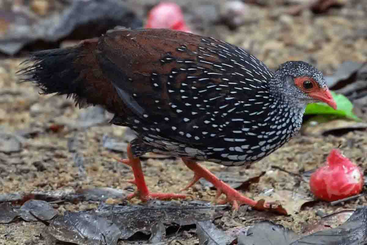Sri Lankan Endemic birds | Birds of the Region | Look Lanka Tous - Best ...